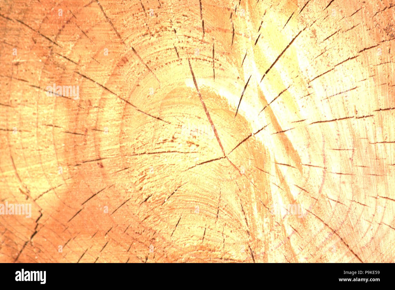 End of a log Stock Photo - Alamy