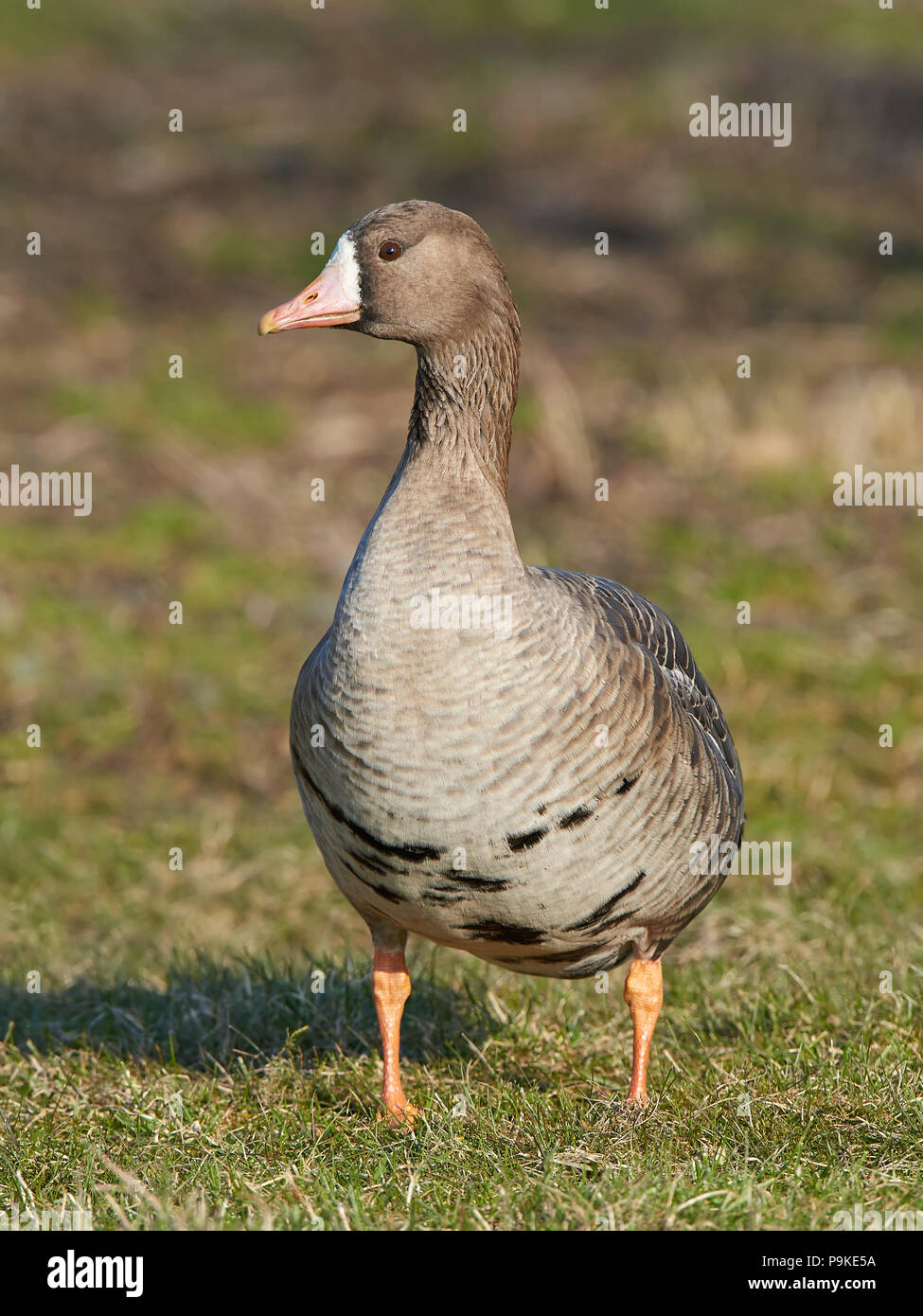 Greater white fronted goose in grass hi-res stock photography and ...