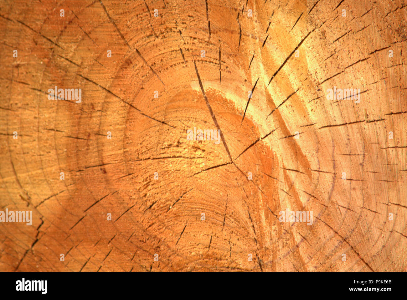 End of a log Stock Photo - Alamy