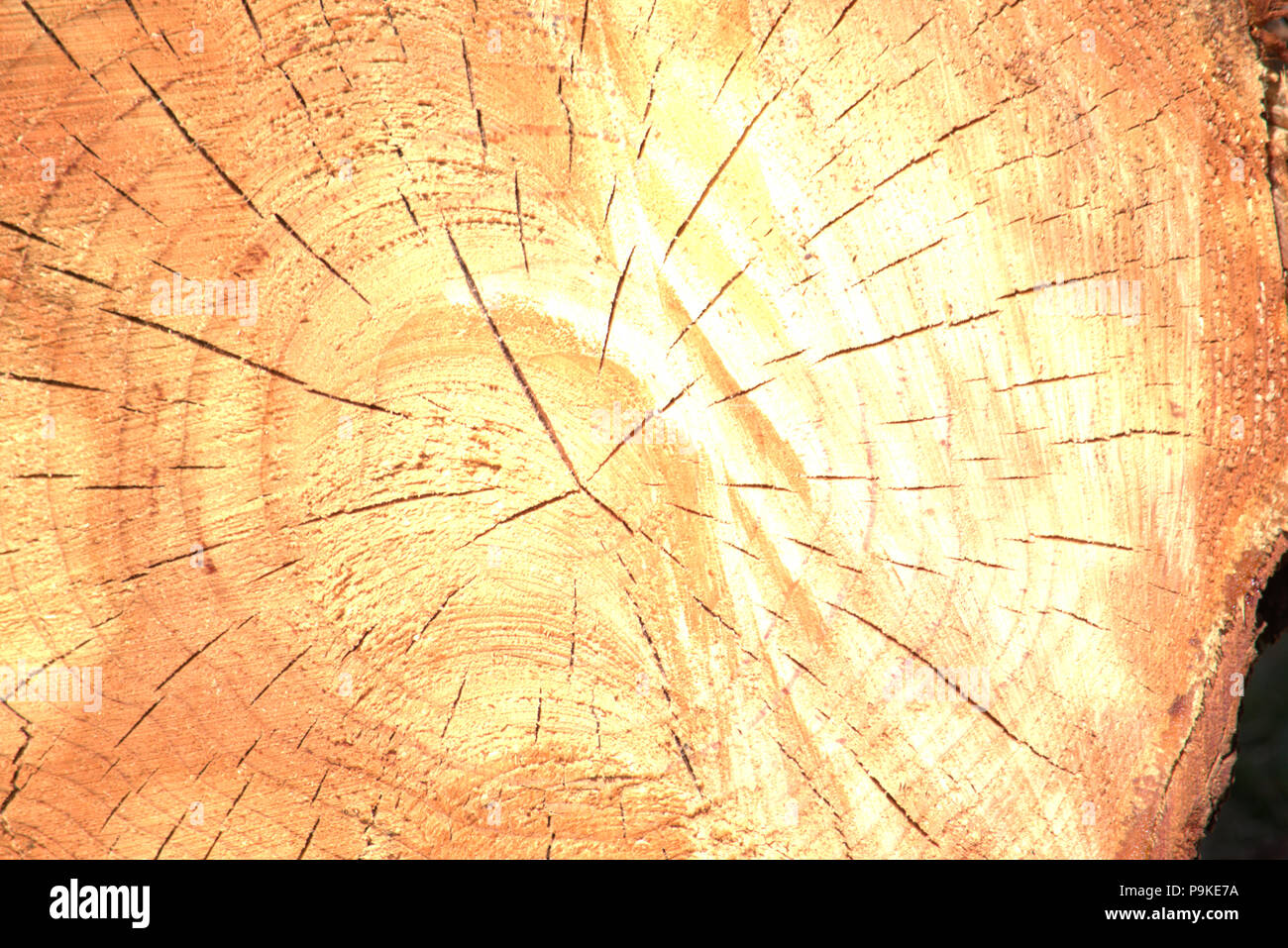 End of a log Stock Photo - Alamy