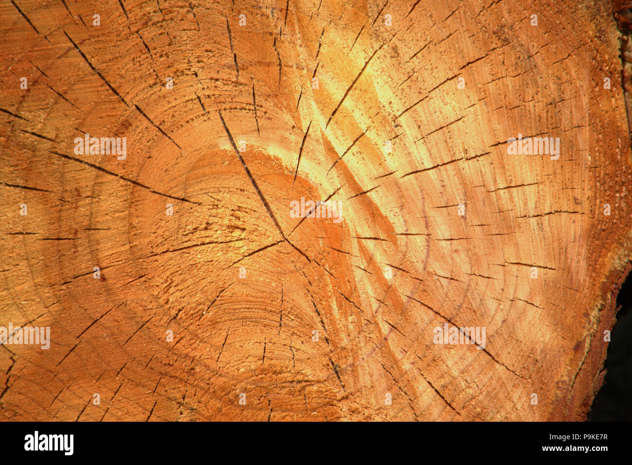 End of a log Stock Photo - Alamy