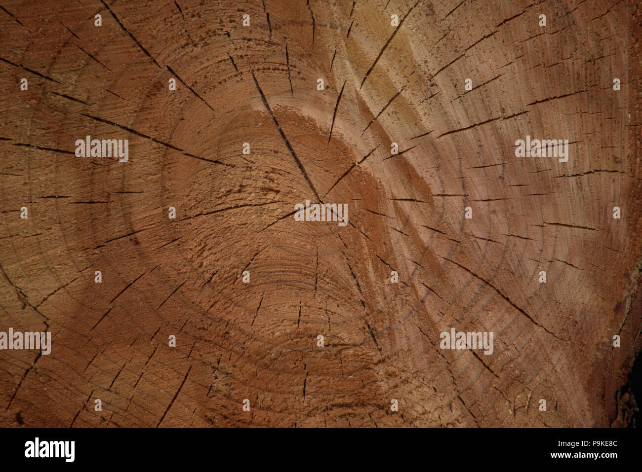 End of a log Stock Photo - Alamy
