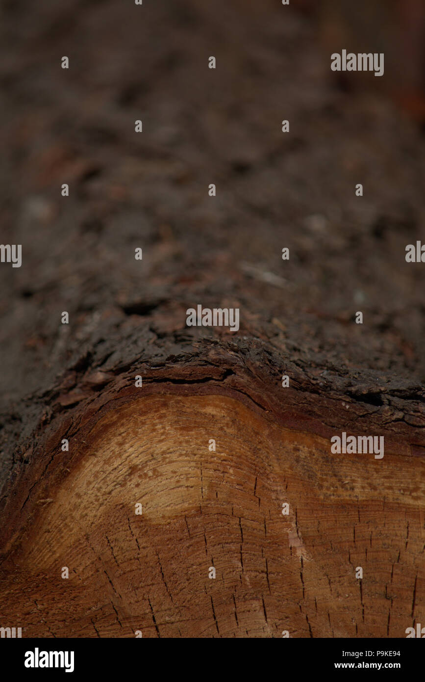 End of a log Stock Photo - Alamy