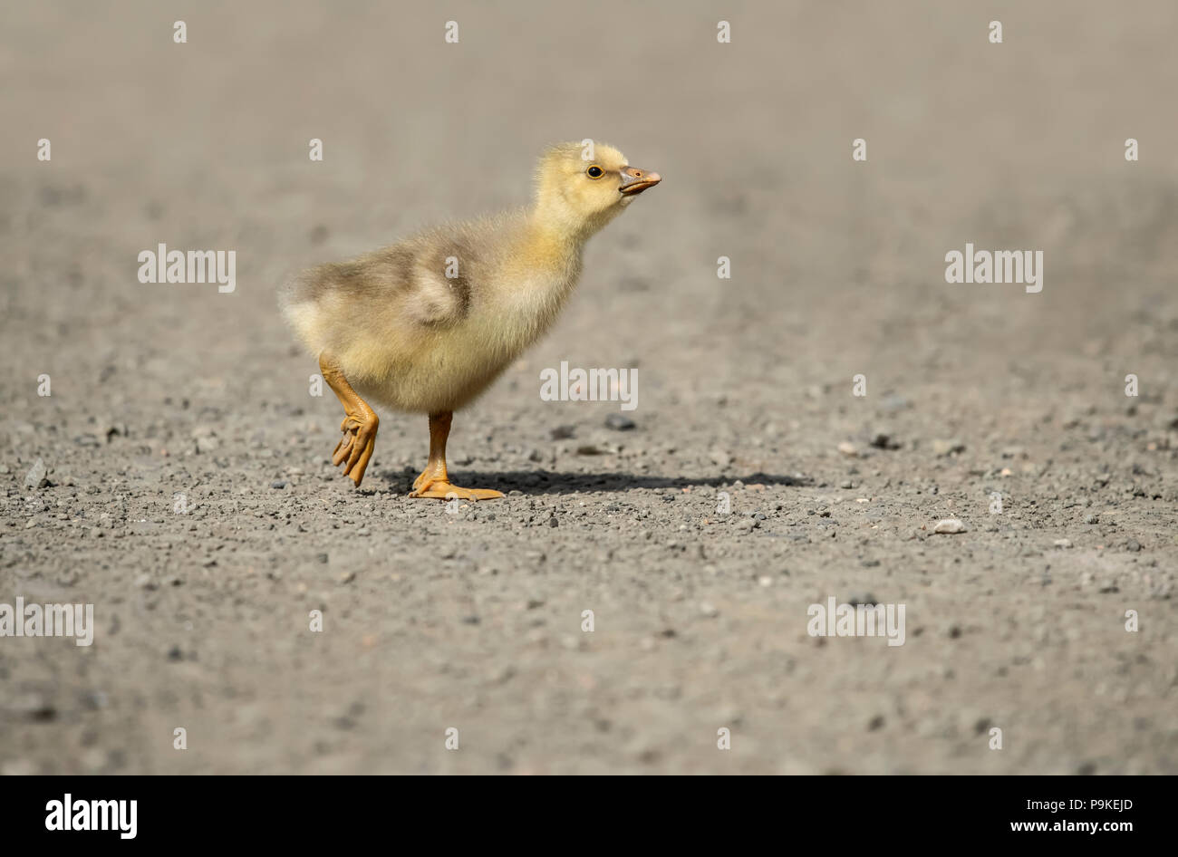 Juvenile gosling hi-res stock photography and images - Alamy