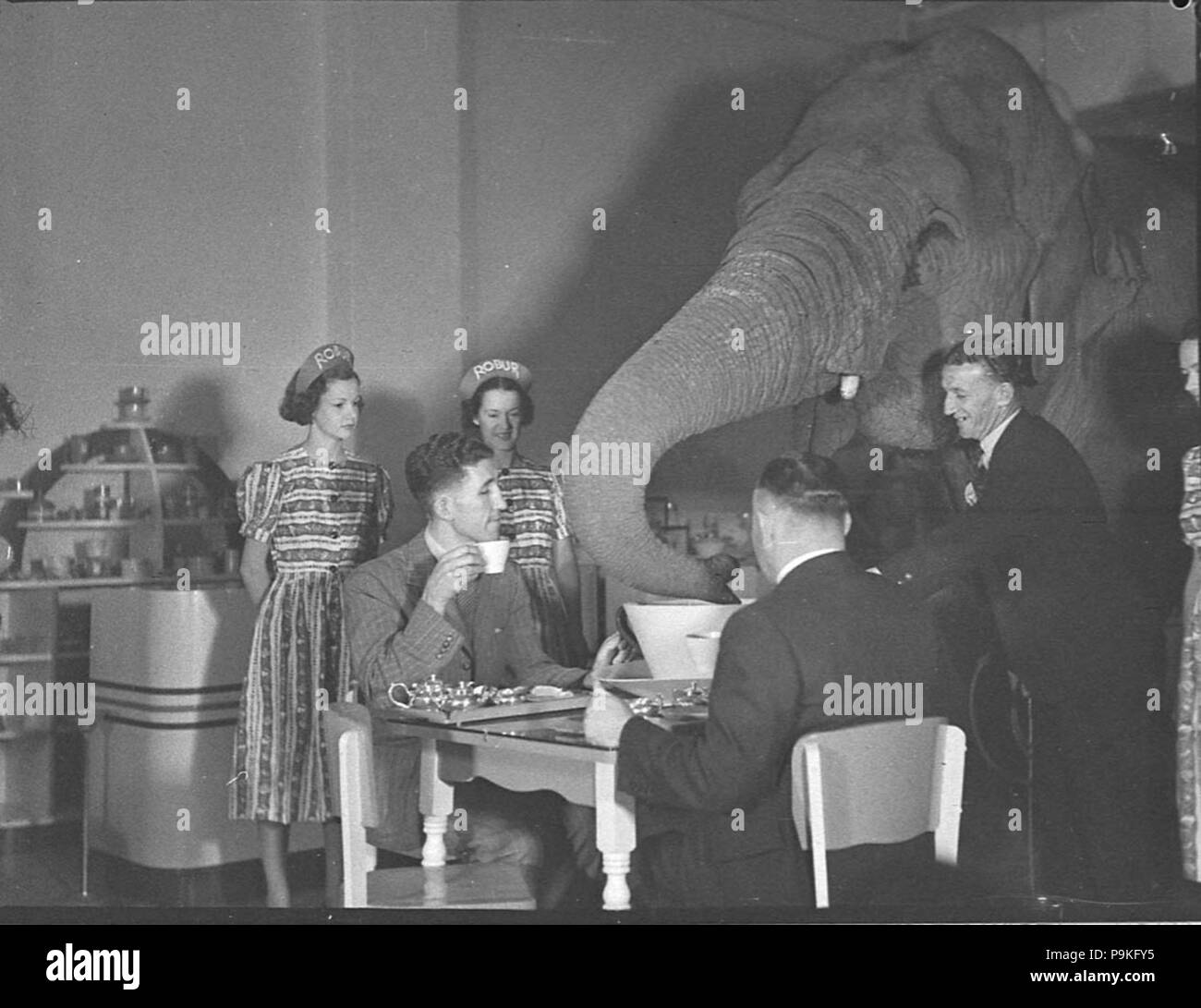 Mammals elephants Black and White Stock Photos & Images - Alamy