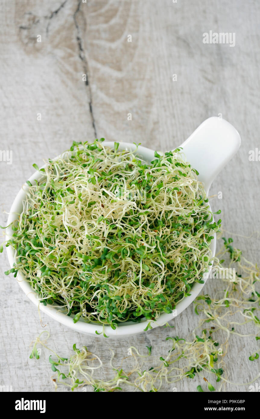 Fast growing micro greens For year round salads Stock Photo - Alamy