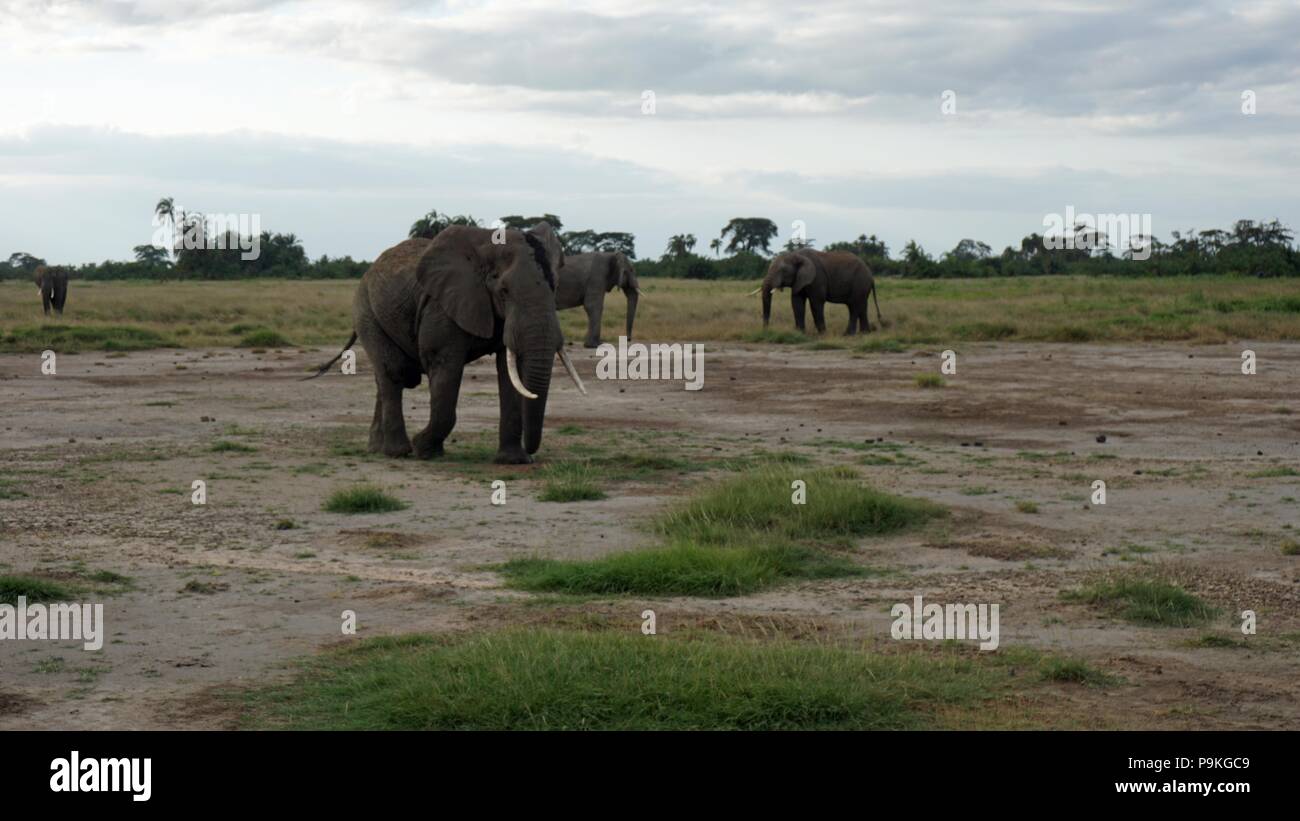 wild living elephants in a kenyan national park Stock Photo - Alamy