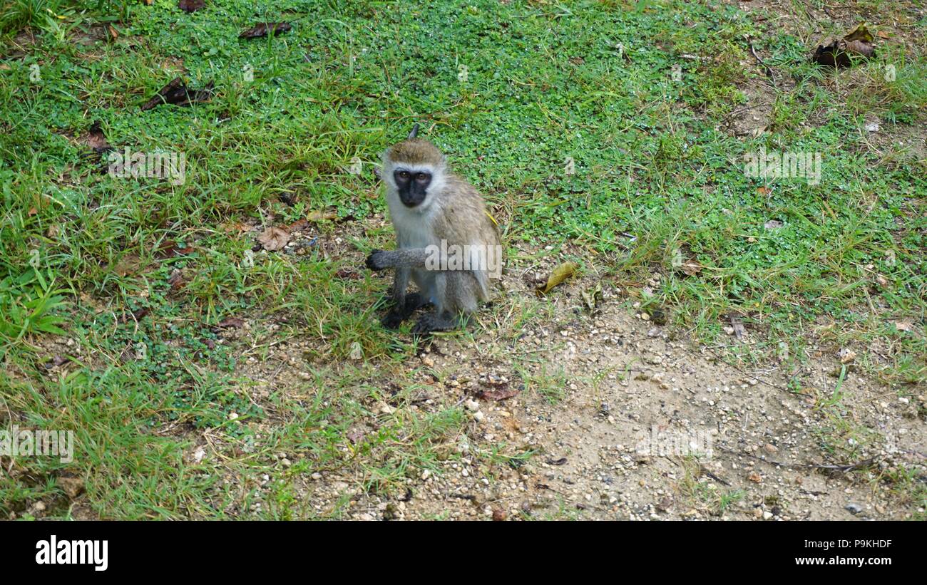 wild living monkey in the savanna of kenyan national park Stock Photo ...