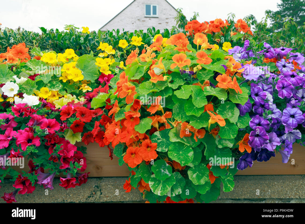 Petunias on wall, red, orange, yellow, white, purple, pink, various ...