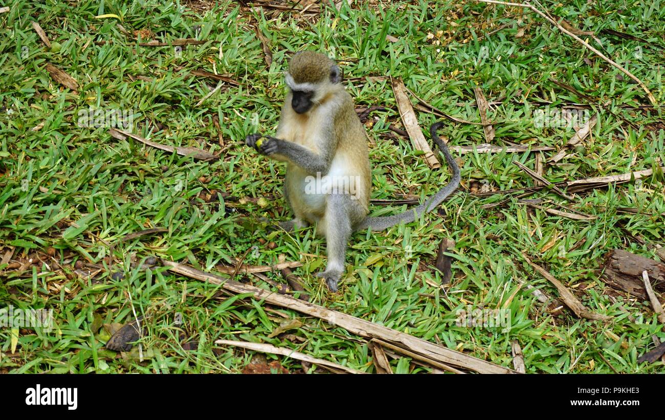 wild living monkey in the savanna of kenyan national park Stock Photo ...