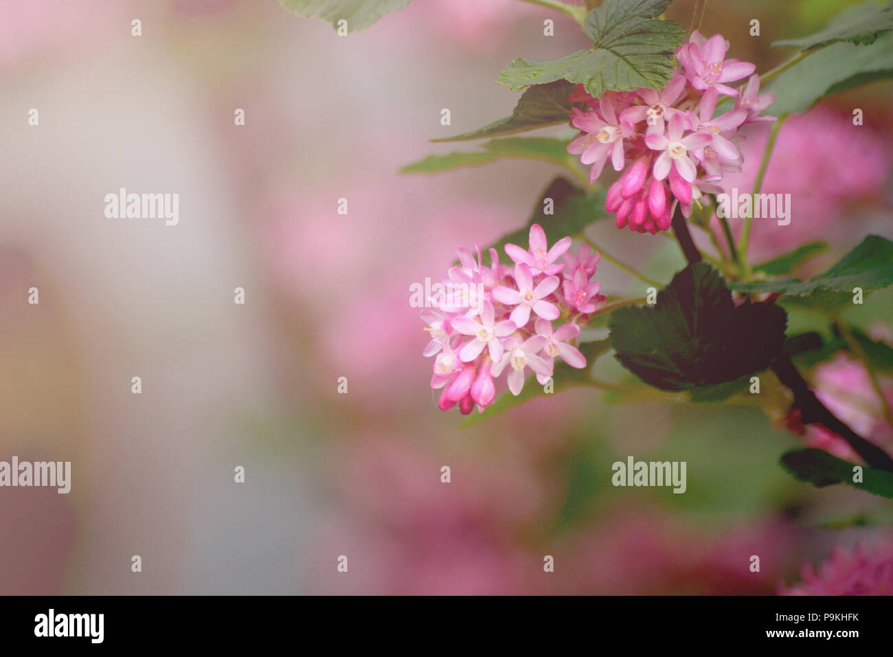 Pink flowering currant (Ribes sanguineum Stock Photo - Alamy