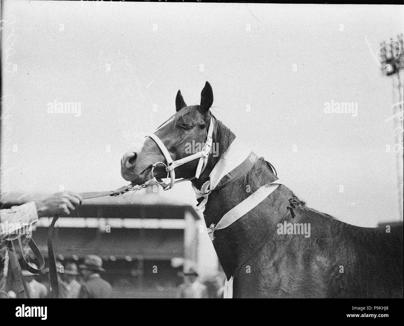 Champion stallion hi-res stock photography and images - Alamy