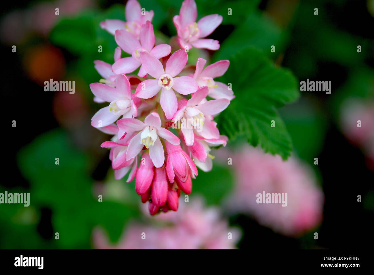 Pink flowering currant (Ribes sanguineum Stock Photo - Alamy