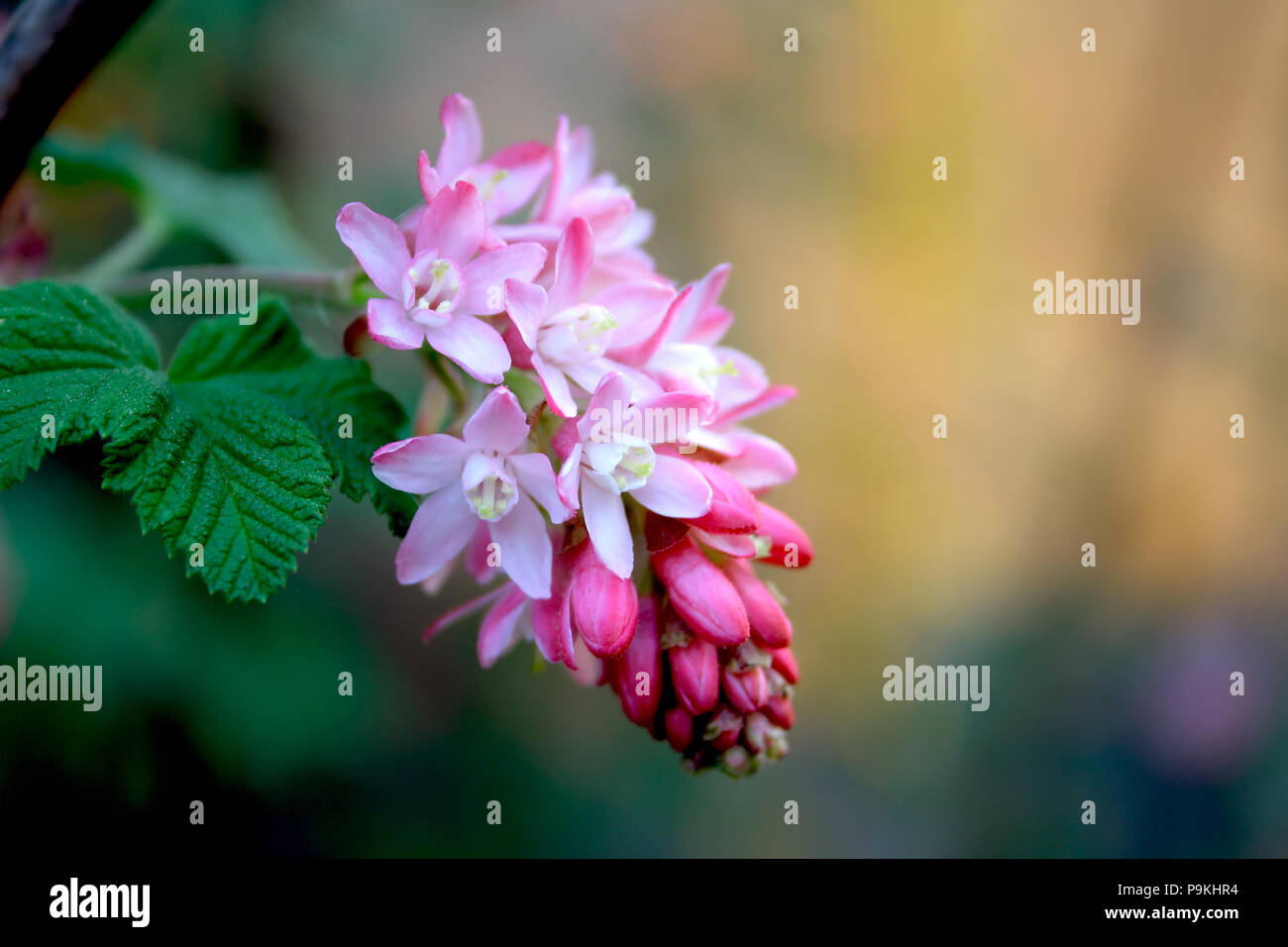 Pink flowering currant (Ribes sanguineum Stock Photo - Alamy