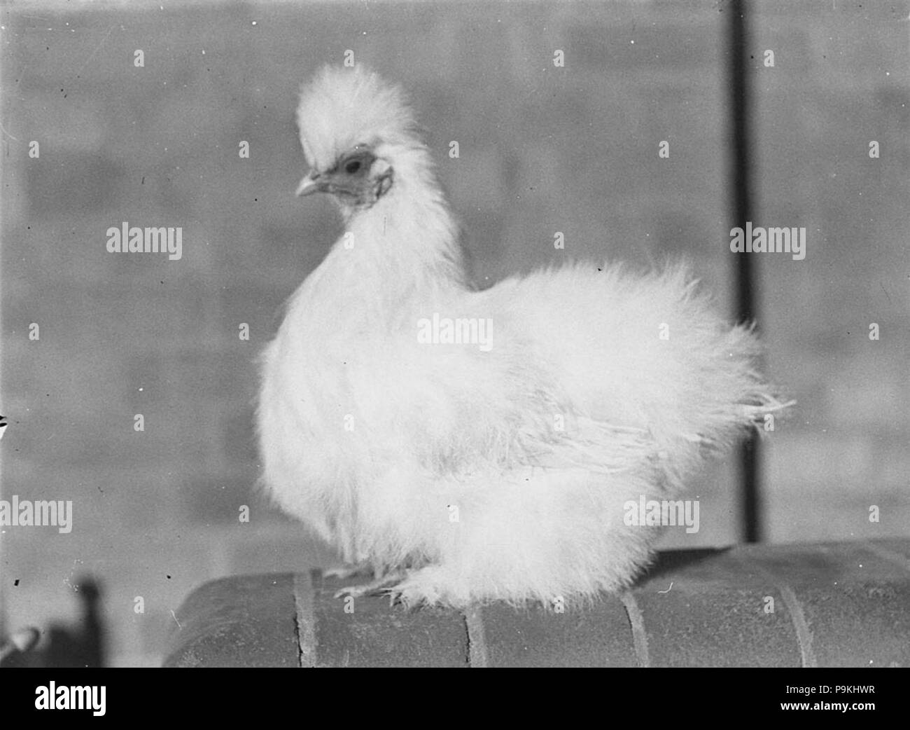 Prize winners bird hi-res stock photography and images - Alamy