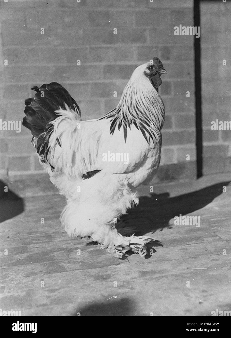 State birds Black and White Stock Photos & Images - Alamy