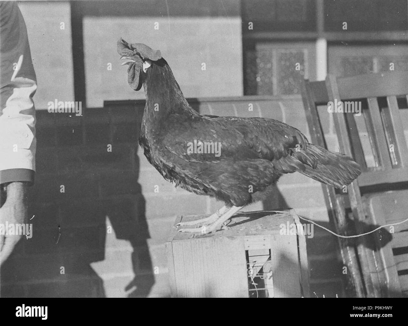 State birds Black and White Stock Photos & Images - Alamy