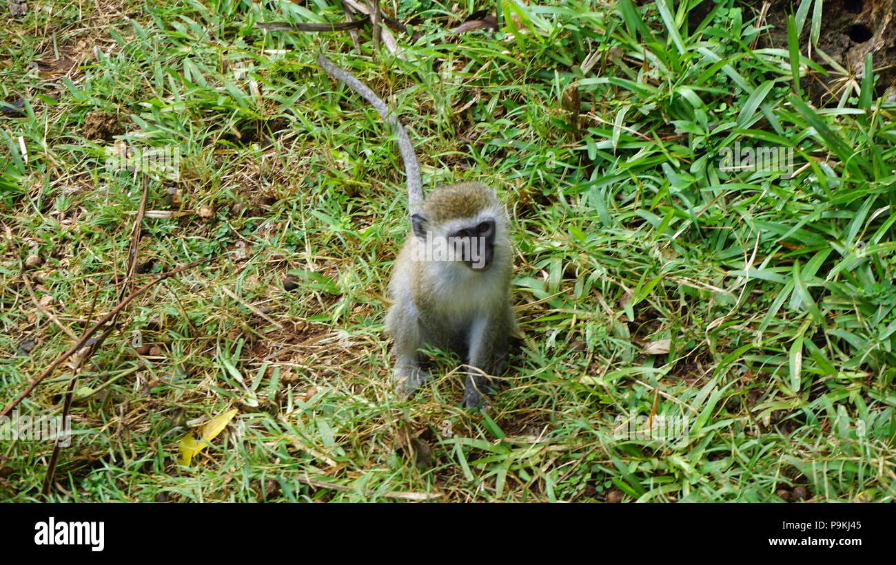 wild living monkey in the savanna of kenyan national park Stock Photo ...