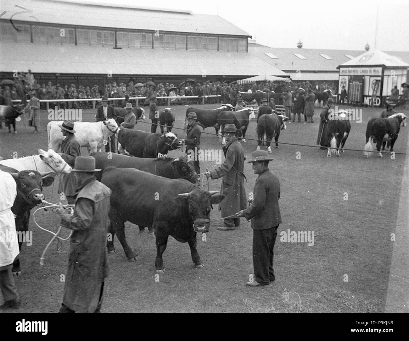 Cattle judging hi-res stock photography and images - Alamy