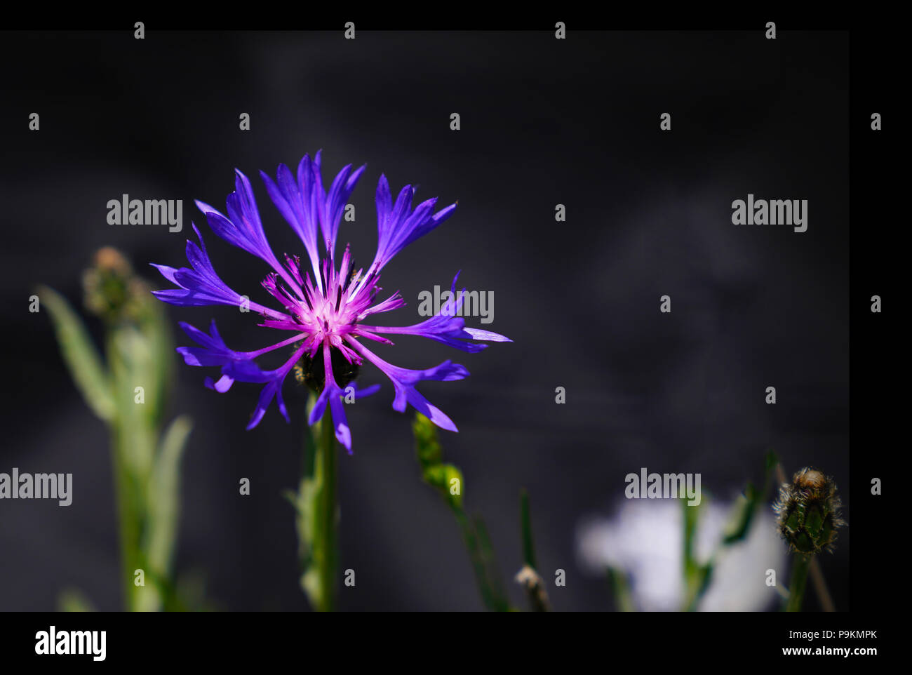 Detail of purple mountain cornflower in black background Stock Photo ...