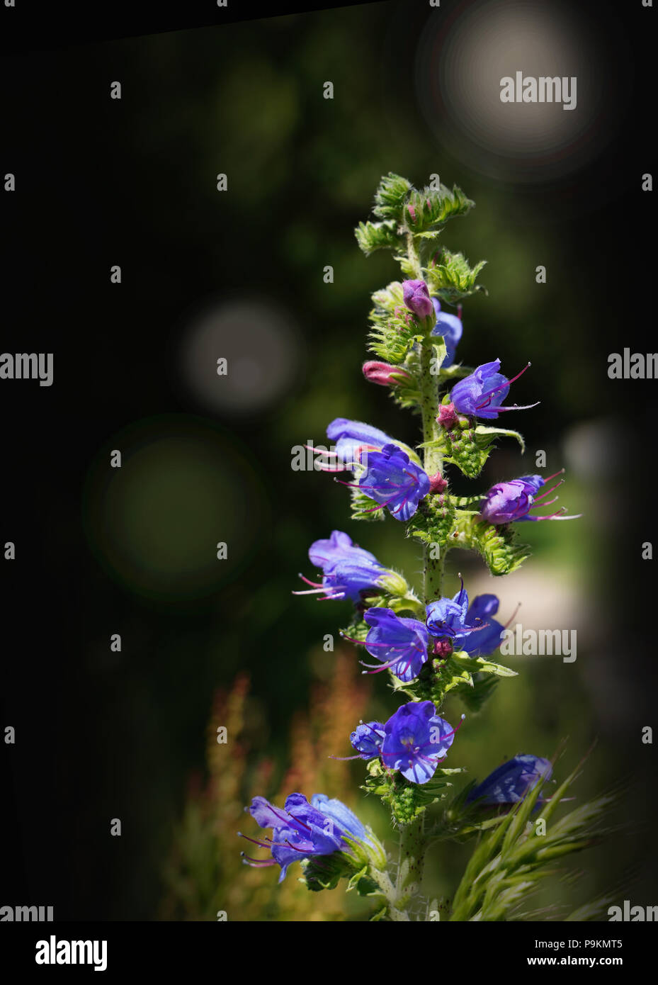 Purple vipers bugloss purple vipers bugloss hi-res stock photography ...