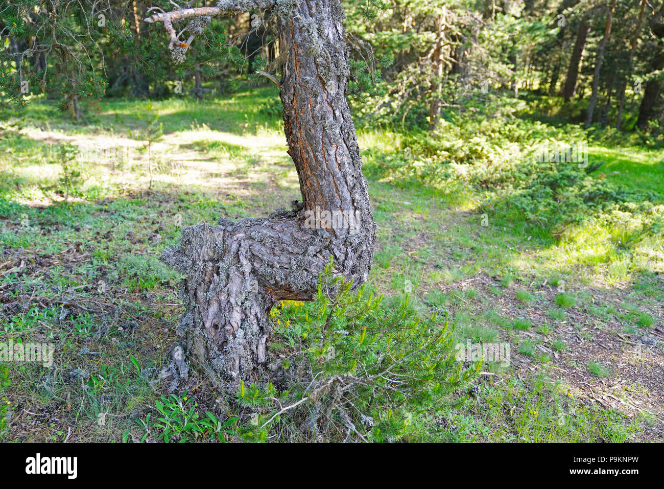 Interesting shape trees hi-res stock photography and images - Alamy