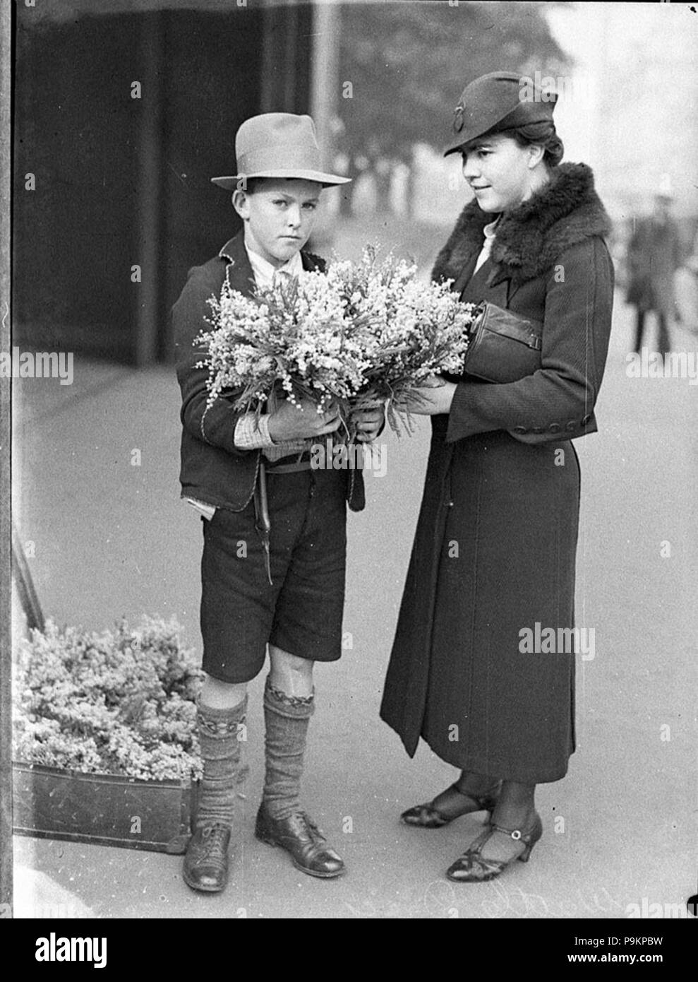 Australia wattle symbol hi-res stock photography and images - Alamy