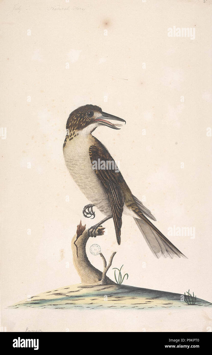 Female bird species hi-res stock photography and images - Alamy