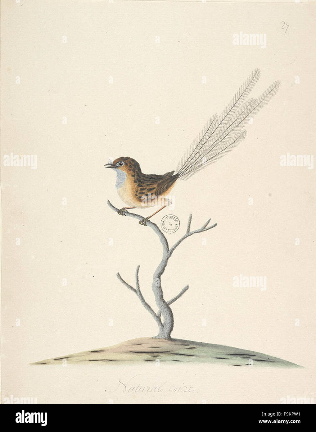 293 SLNSW 823086 f35 EmuWren male Stipiturus malachurus Stock Photo - Alamy