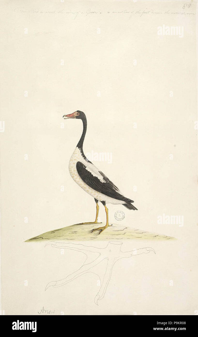 Pied goose hi-res stock photography and images - Alamy