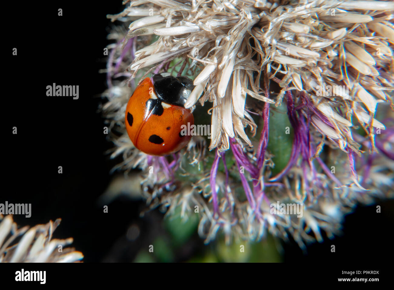 Scarlet thistle hi-res stock photography and images - Alamy