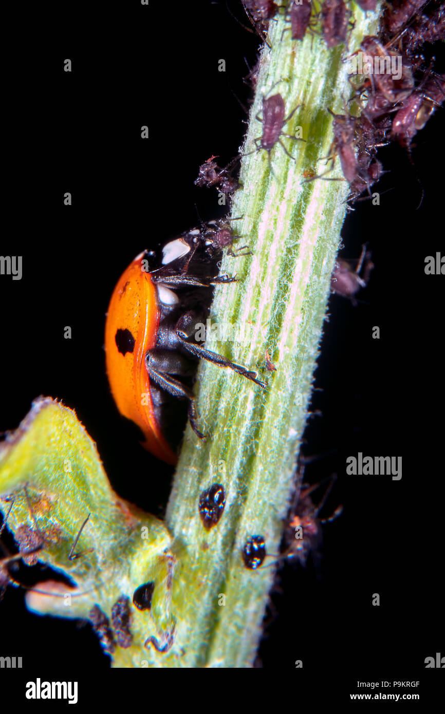 Asexual insects hi-res stock photography and images - Alamy