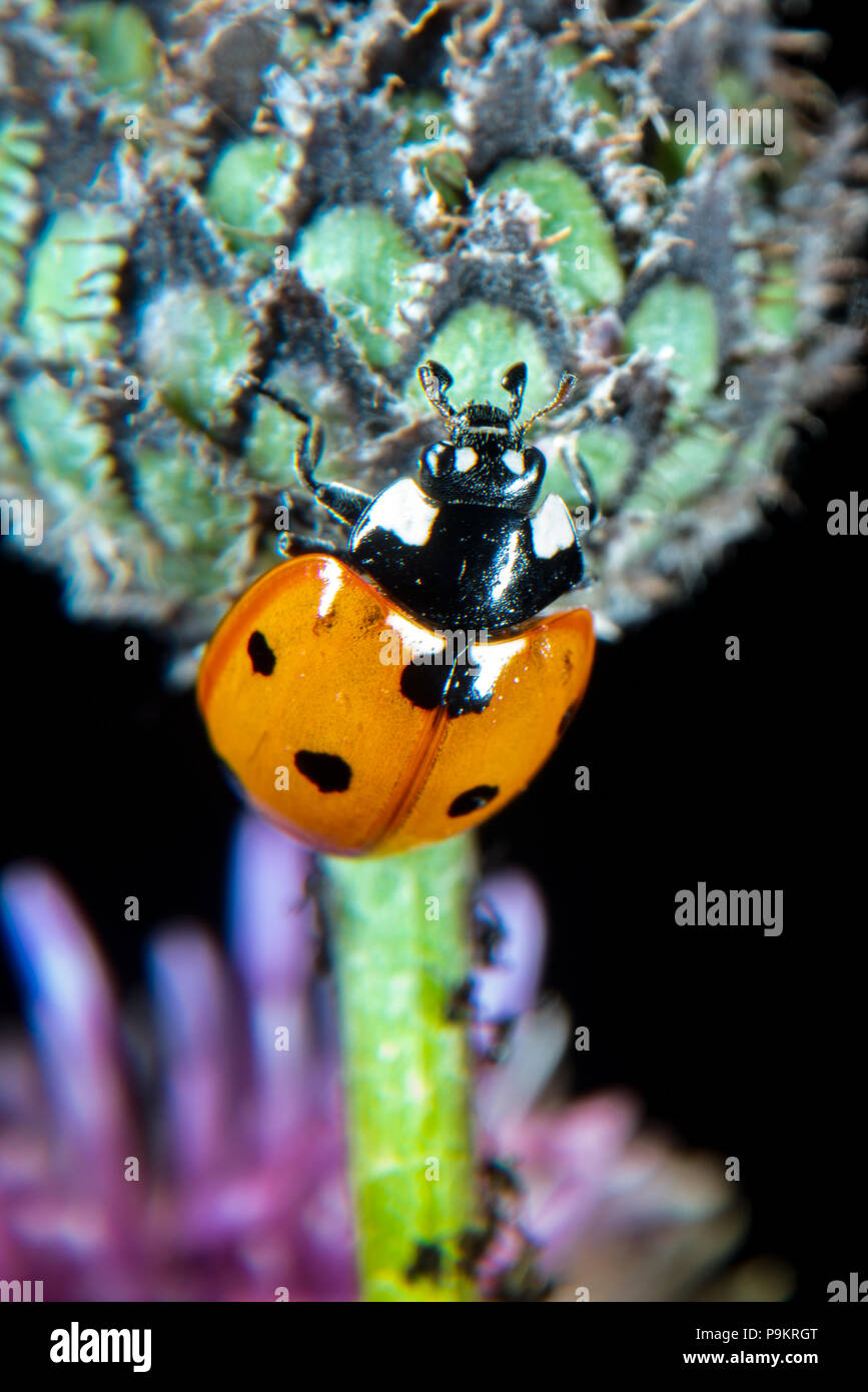 Asexual insects hi-res stock photography and images - Alamy