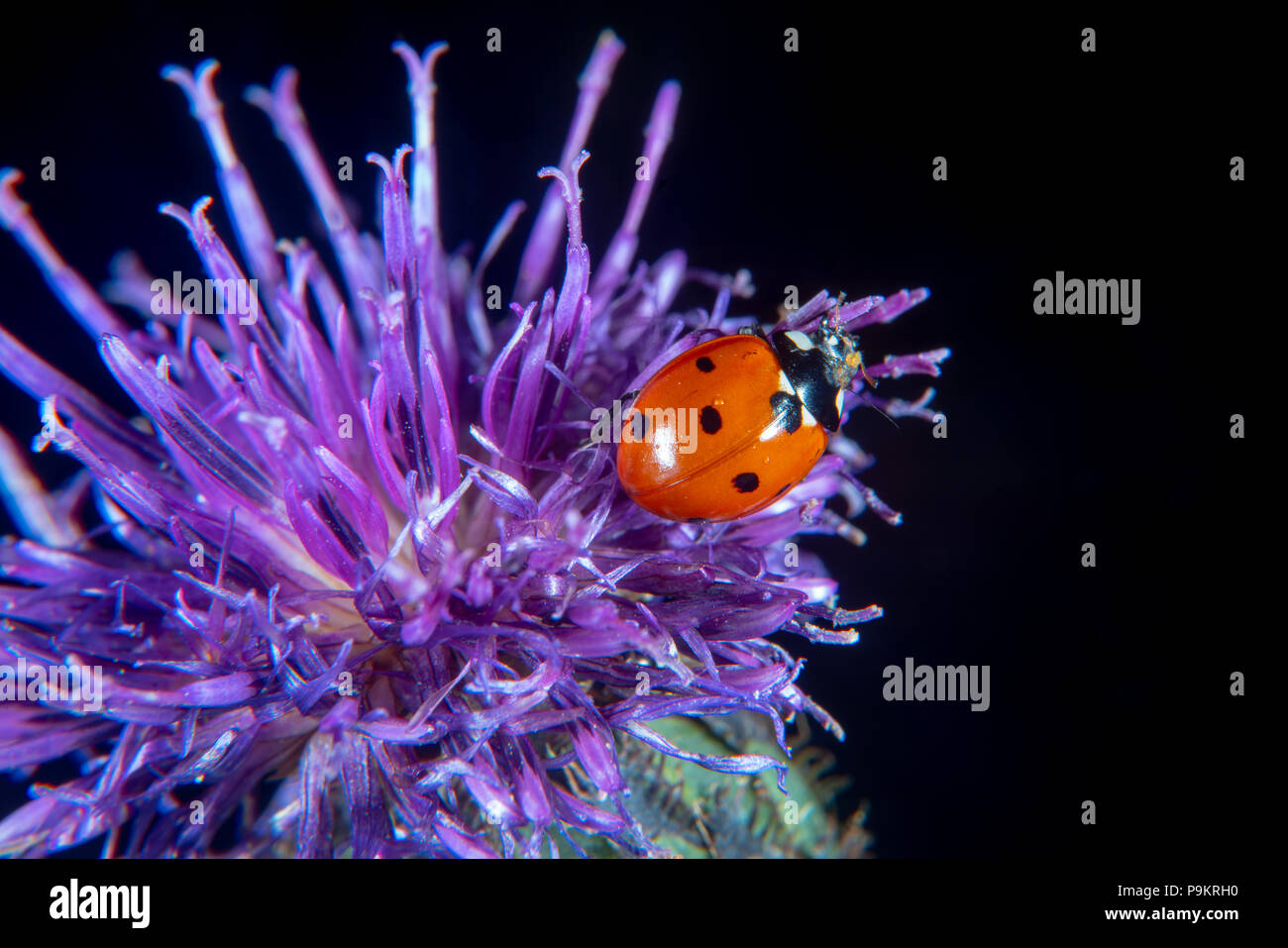 Scarlet thistle hi-res stock photography and images - Alamy