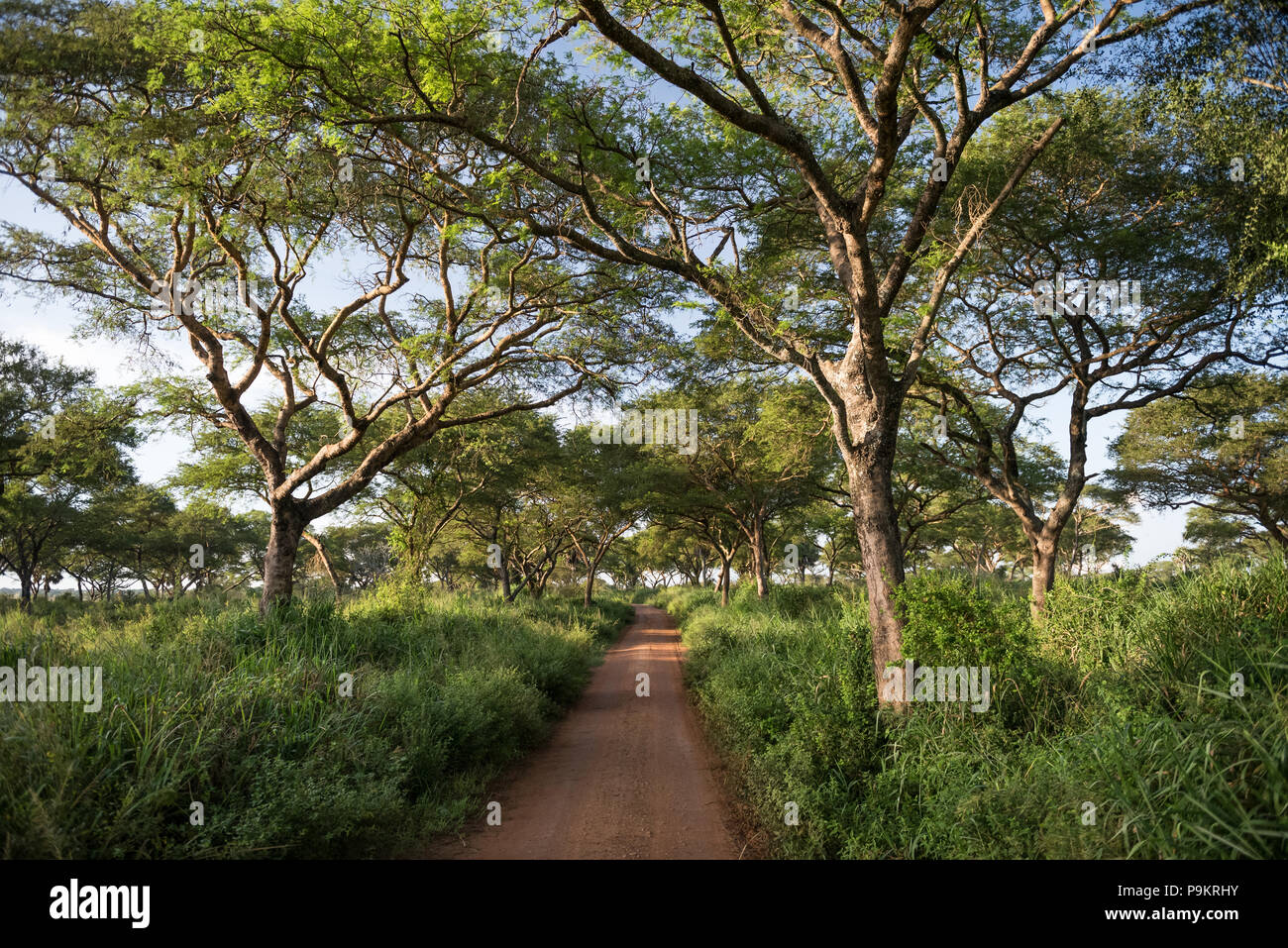 Acacia trees and wildlife hi-res stock photography and images - Alamy