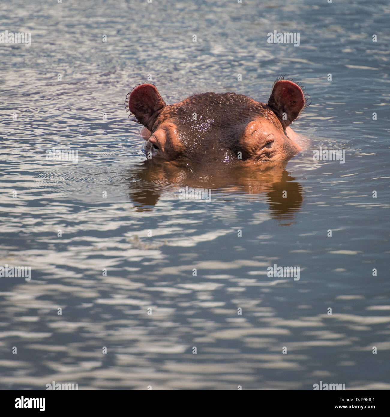 Hippopotamus amphibius hide hi-res stock photography and images - Alamy