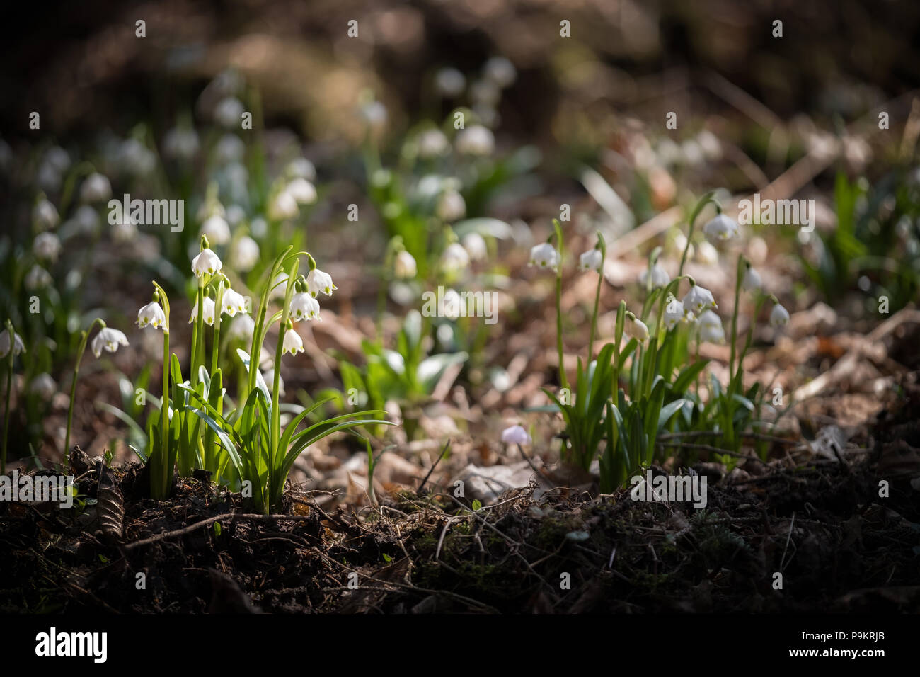 Blooming of Spring Snoflake flowers in the shadow of a forest during ...