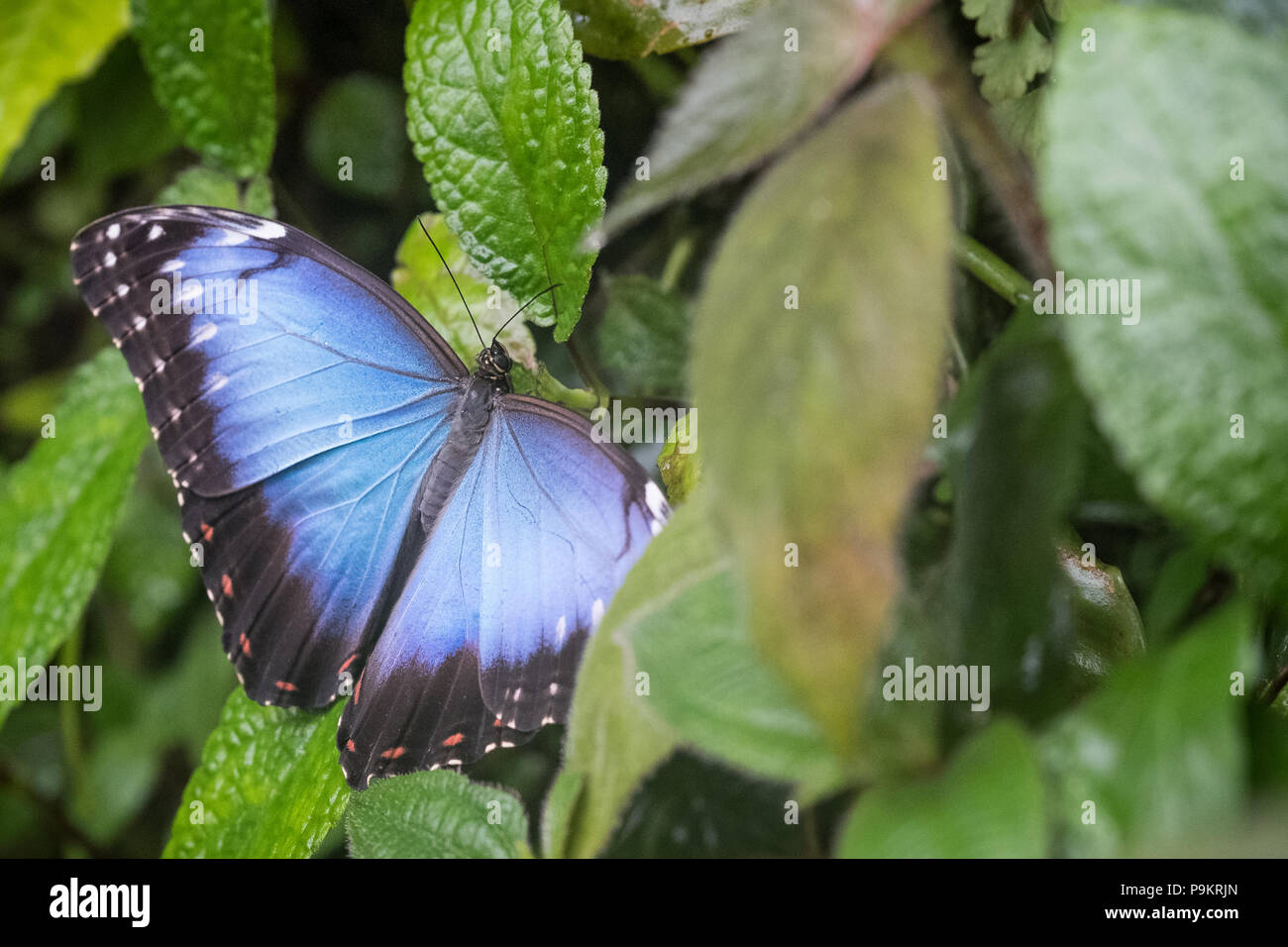 Blue morpho butterfly wing hi-res stock photography and images - Alamy