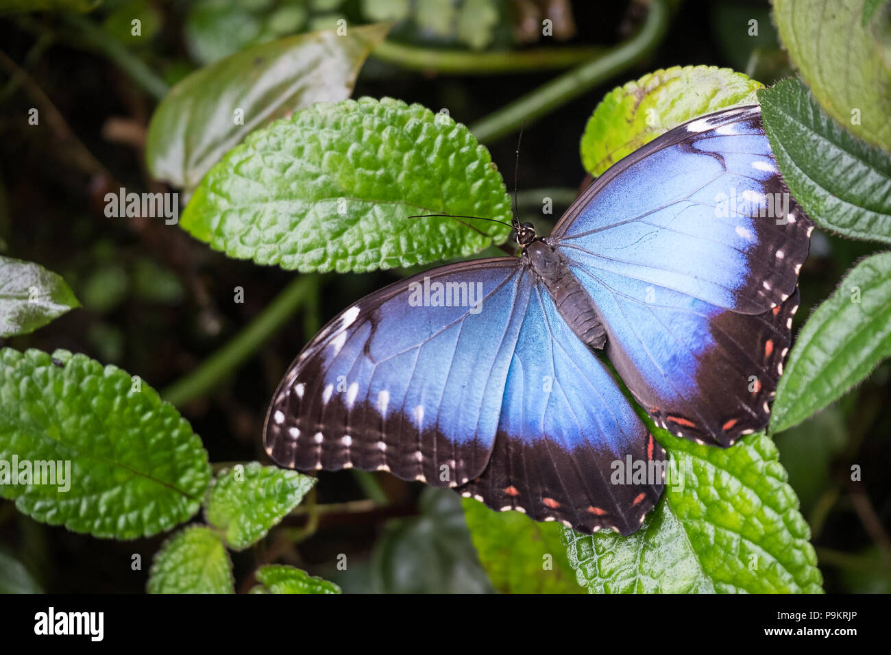 Closeup of the common/blue morpho (morpho peleides) perched on a green ...