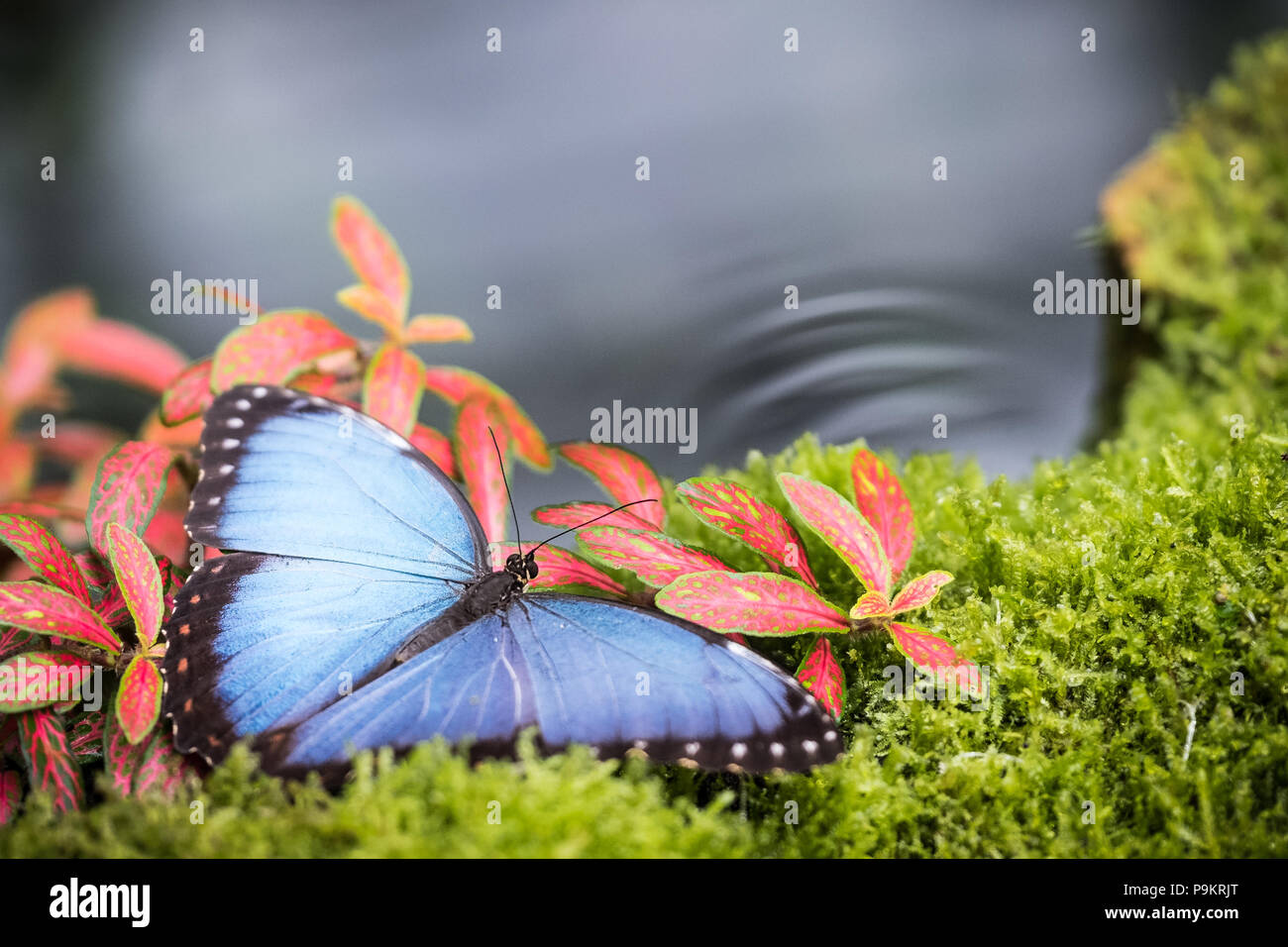 Blue Morpho Butterfly Wing High Resolution Stock Photography and Images ...