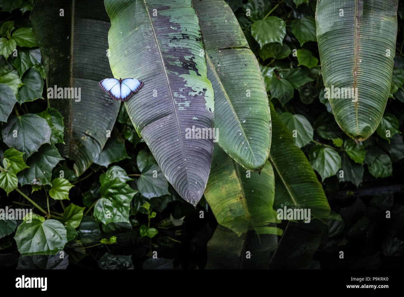 Common/blue morpho (morpho peleides) perched on a green vegetation ...