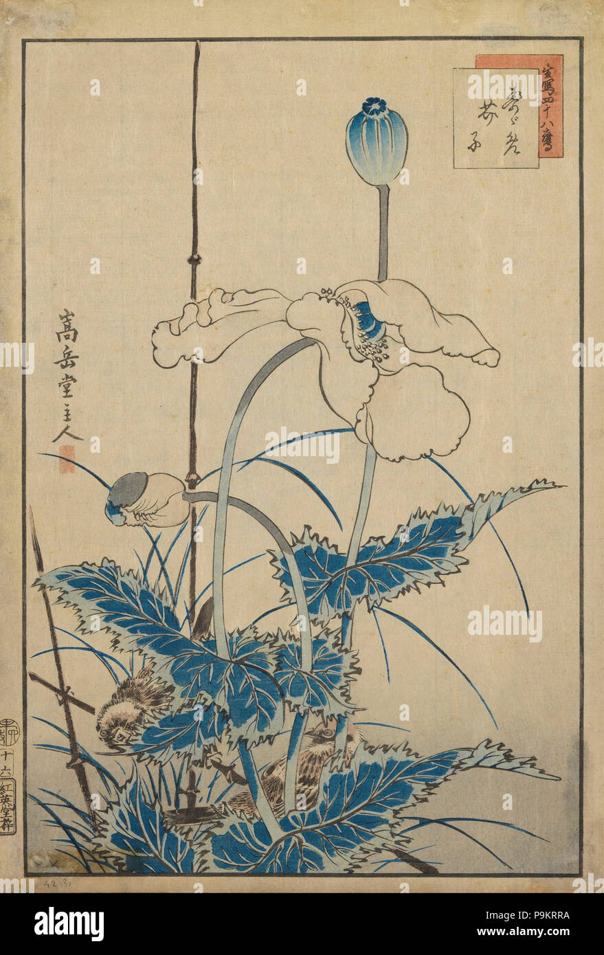 304 Sugakudo - Bird over Poppies Stock Photo - Alamy