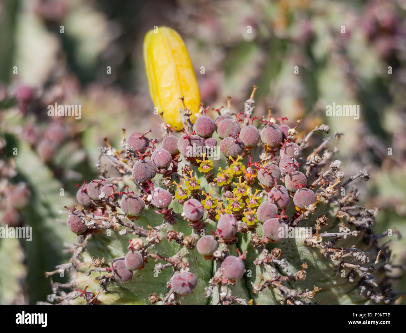 Cactus arboretum hi-res stock photography and images - Alamy