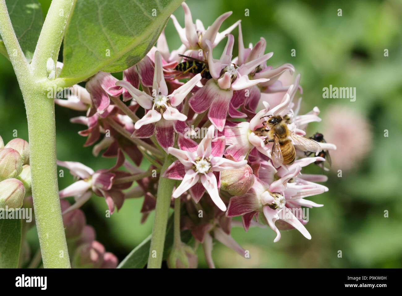 Swamp bee hi-res stock photography and images - Alamy
