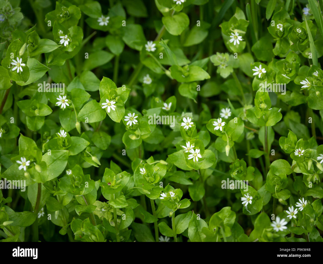 Common chickweed stellaria media blooming hi-res stock photography and ...
