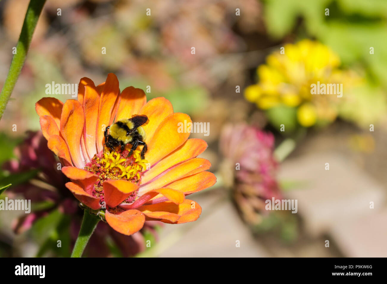 Bee proboscis hi-res stock photography and images - Alamy