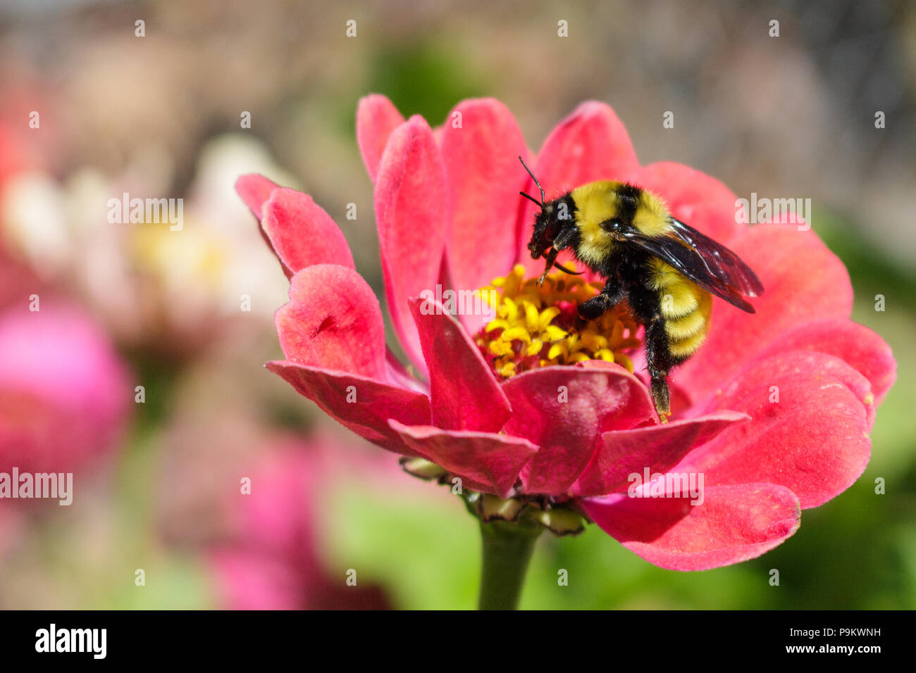 A black and yellow bumblebee ready to feed on a zinnia flowers nectar ...