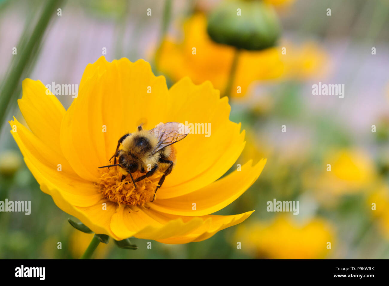 Bee proboscis hi-res stock photography and images - Alamy