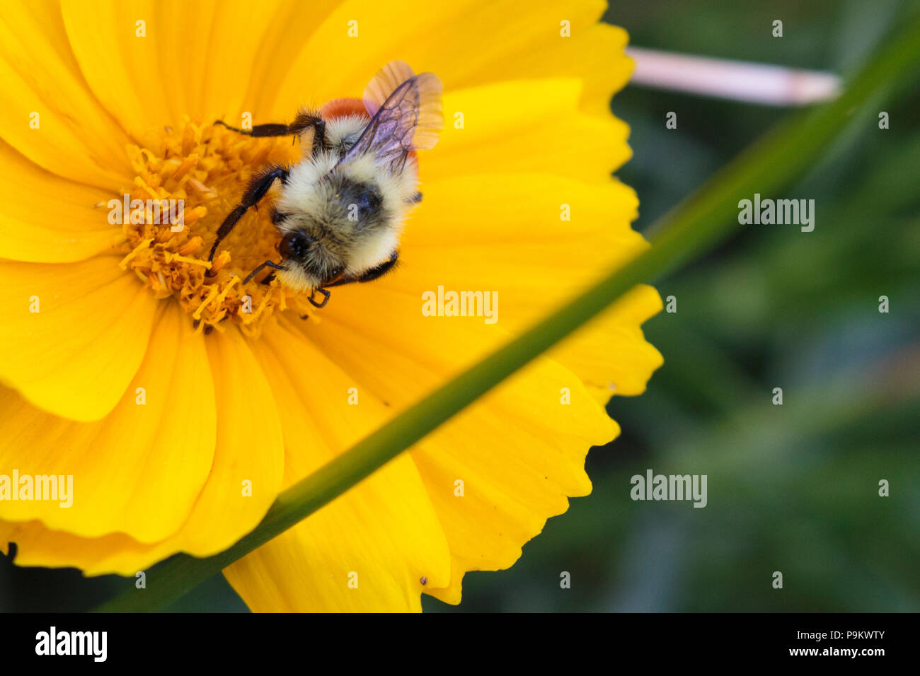 A bee collecting nectar from a yellow coreopsis flower with its ...