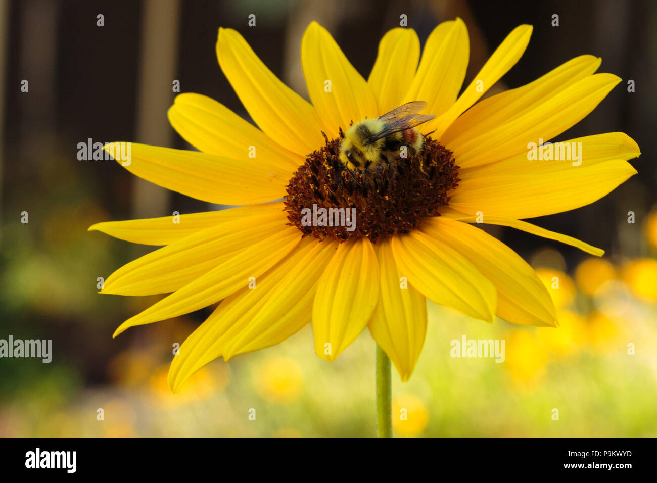 Orange bee hi-res stock photography and images - Alamy